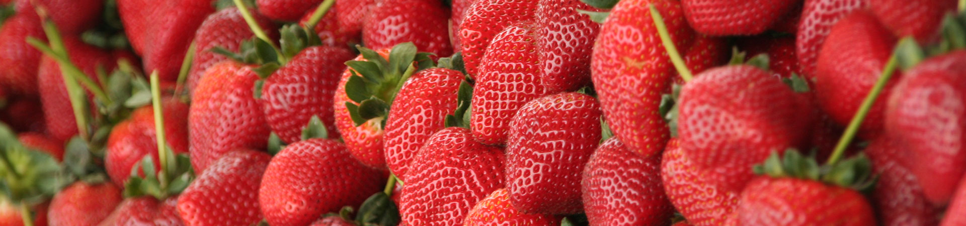 Valley Fresh Produce – Serving the Produce Industry for Over 25 Years